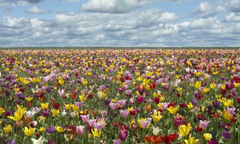 Best Earth Day Songs: 30+ Save The Environment Classics