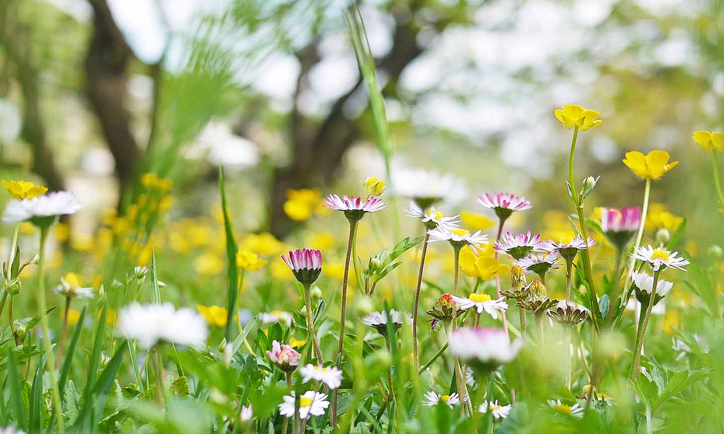 Best Classical Music For Spring: Top 10 Pieces