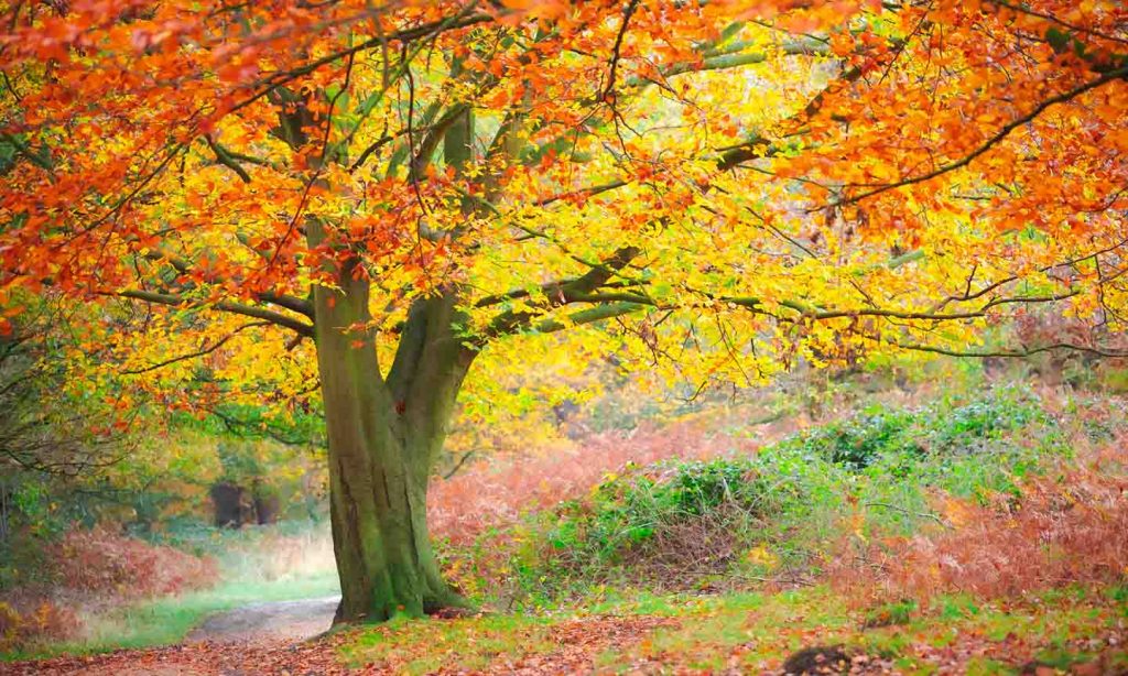 Best Songs For The Fall: 20 Awesome Autumn Classics