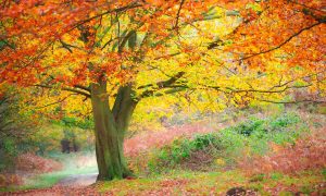 Best Songs For The Fall: 20 Awesome Autumn Classics