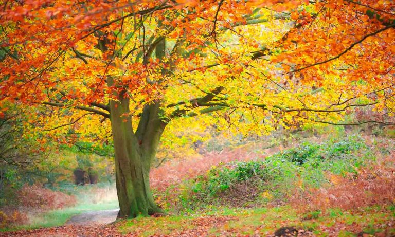 Best Songs For The Fall: 20 Awesome Autumn Classics